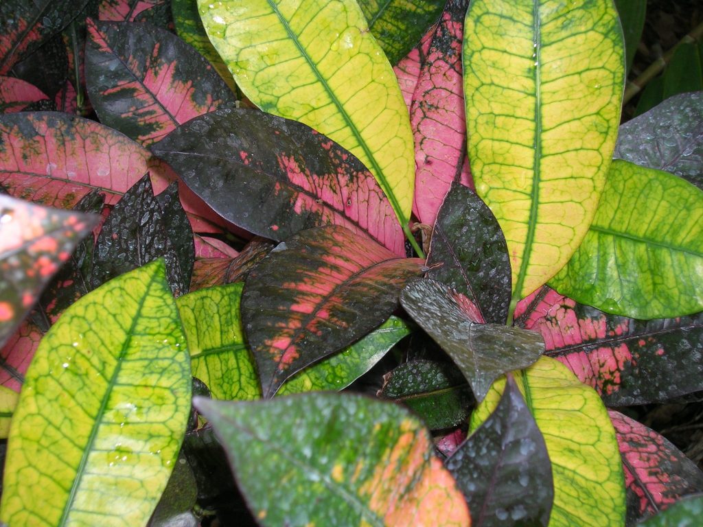 Codiaeum variegatum 'Mrs. Iceton' (Croton2) - Richard Lyons Nursery, Inc.