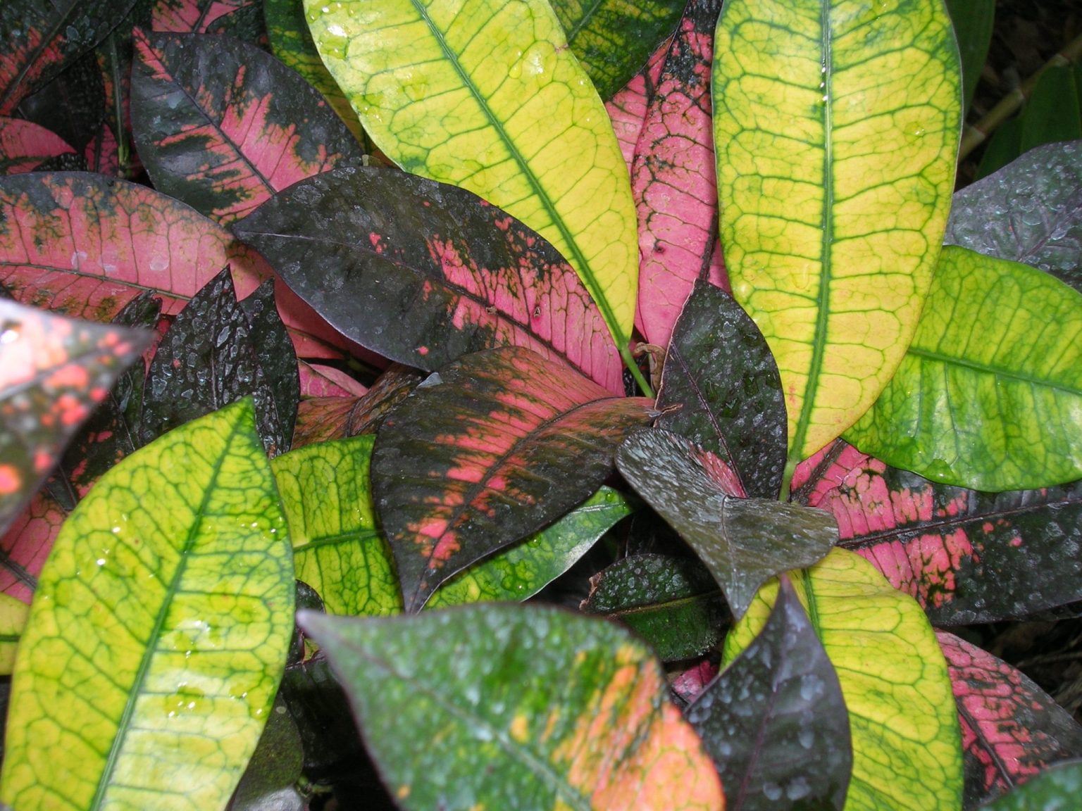 The Versatile Crotons - Richard Lyons Nursery, Inc.