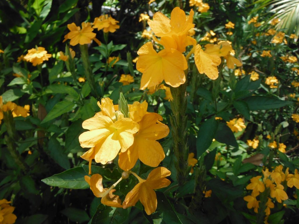 Crossandra infundibuliformis(Firecracker Plant1) - Richard Lyons ...