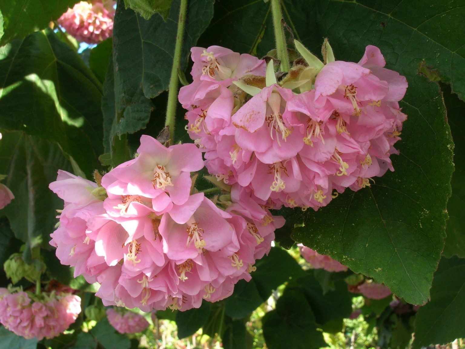 Two Tropical Hydrangeas - Richard Lyons Nursery, Inc.