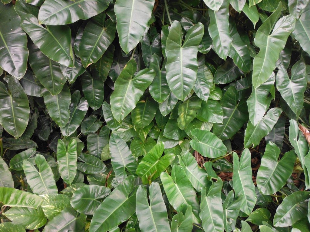 Philodendron sp. 'Burle Marx'(Burle Marx Philodendron) - Richard Lyons ...