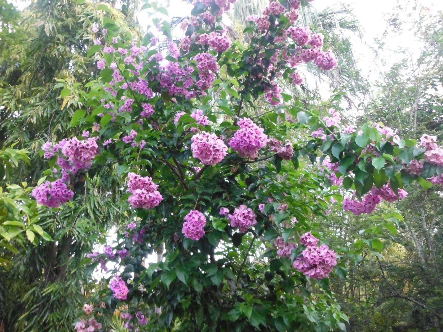 Bougainvillea Arborea Tree Bougainvillea 3 Richard Lyons Nursery Inc