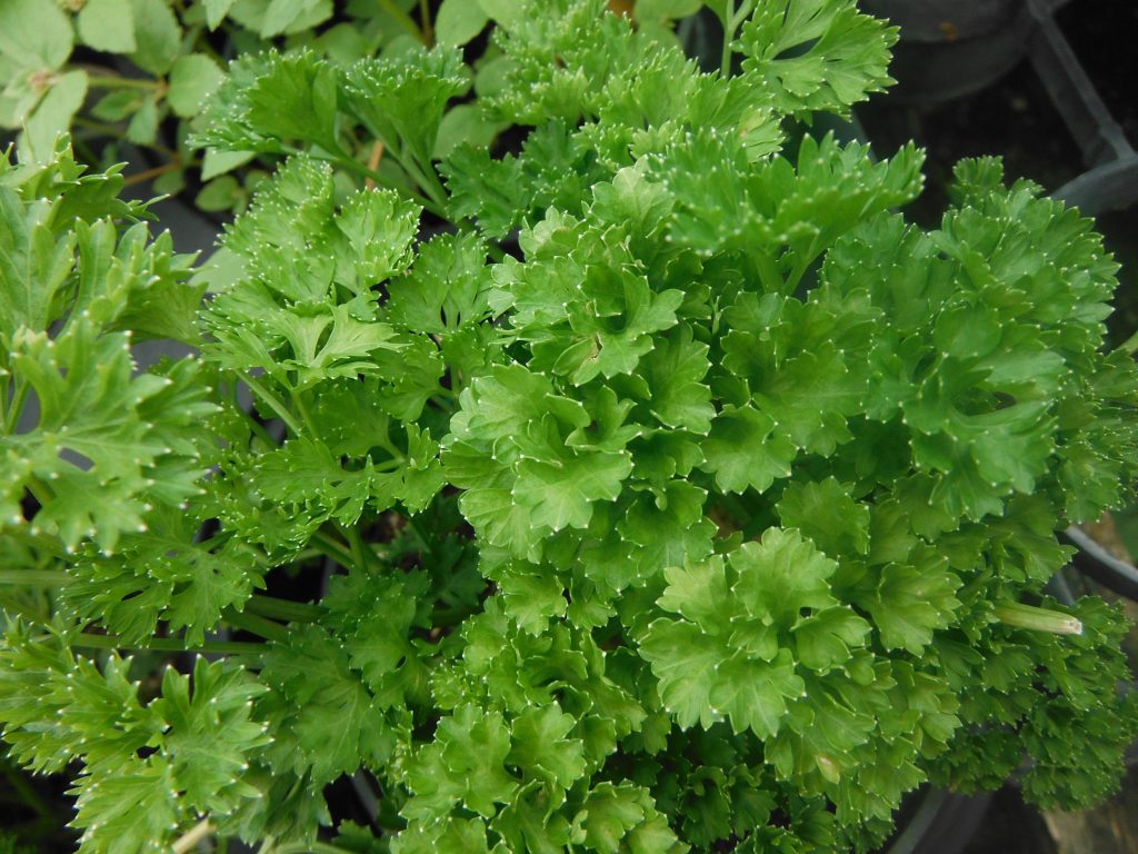 Petroselinum crispum(Parsley) - Richard Lyons Nursery, Inc.