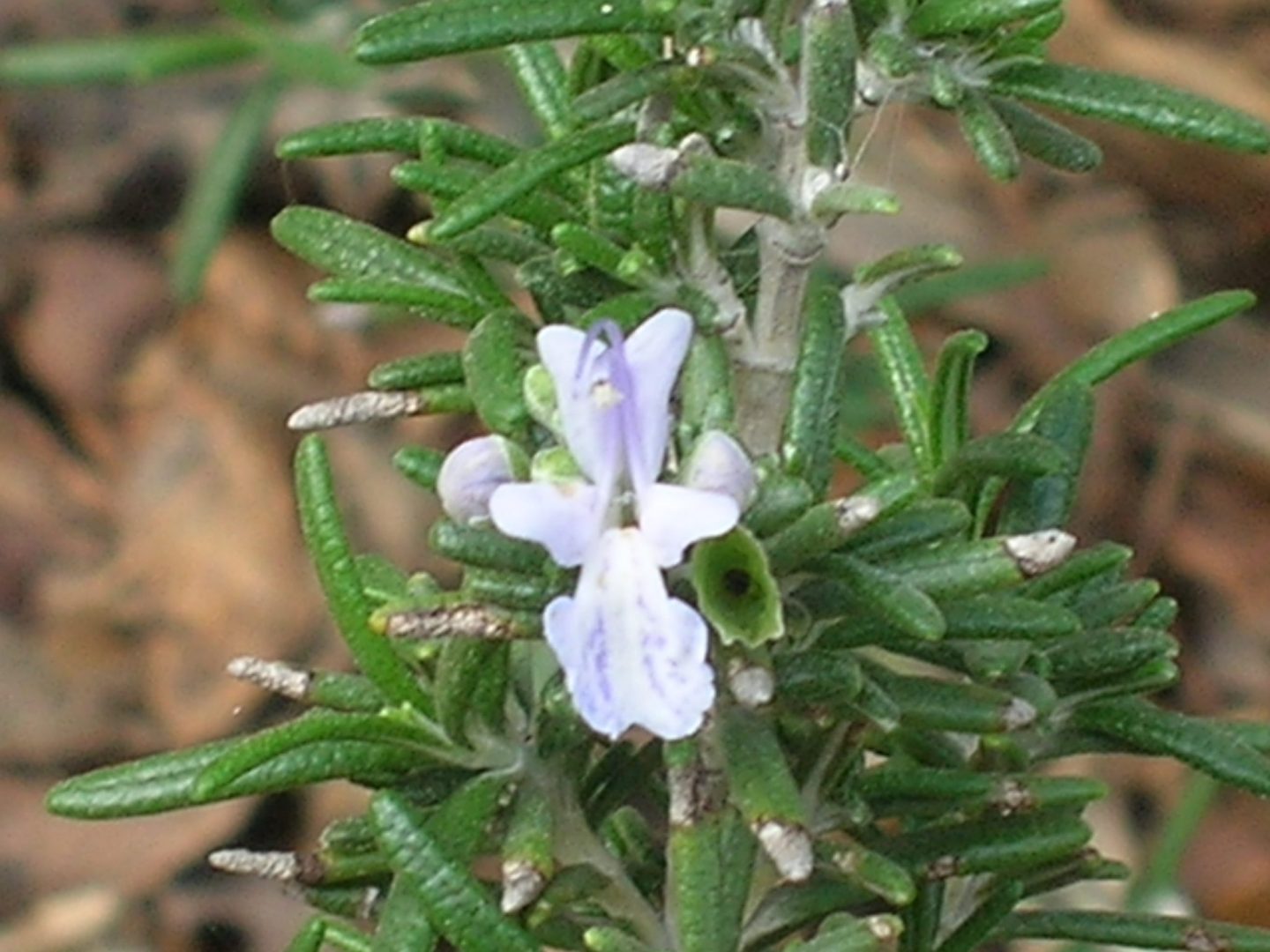 Rosemarinus officinalis 'Prostratus' (Prostrate Rosemary1) - Richard ...