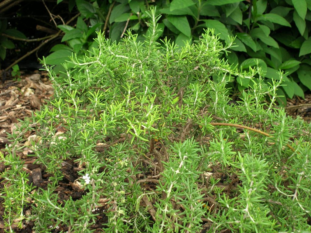 Rosmarinus officinalis 'Prostratus' (Prostrate Rosemary) - Richard ...
