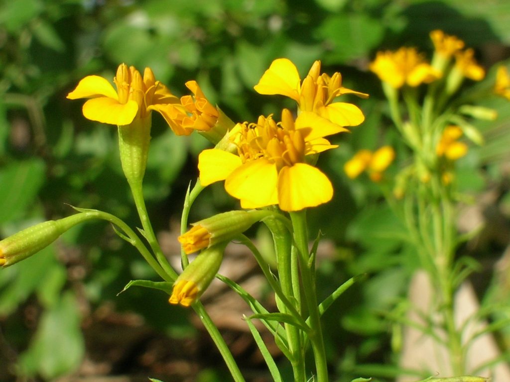 Tagetes lucida (Mexican Tarragon1) - Richard Lyons Nursery, Inc.