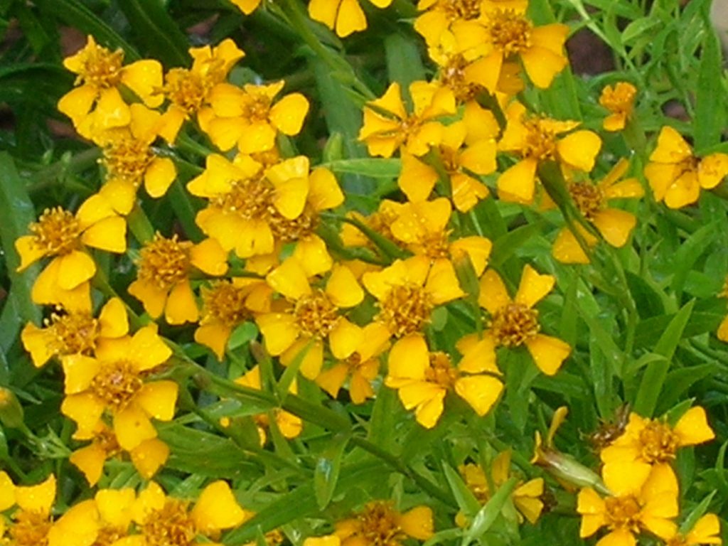 Tagetes lucida (Mexican Tarragon3) - Richard Lyons Nursery, Inc.