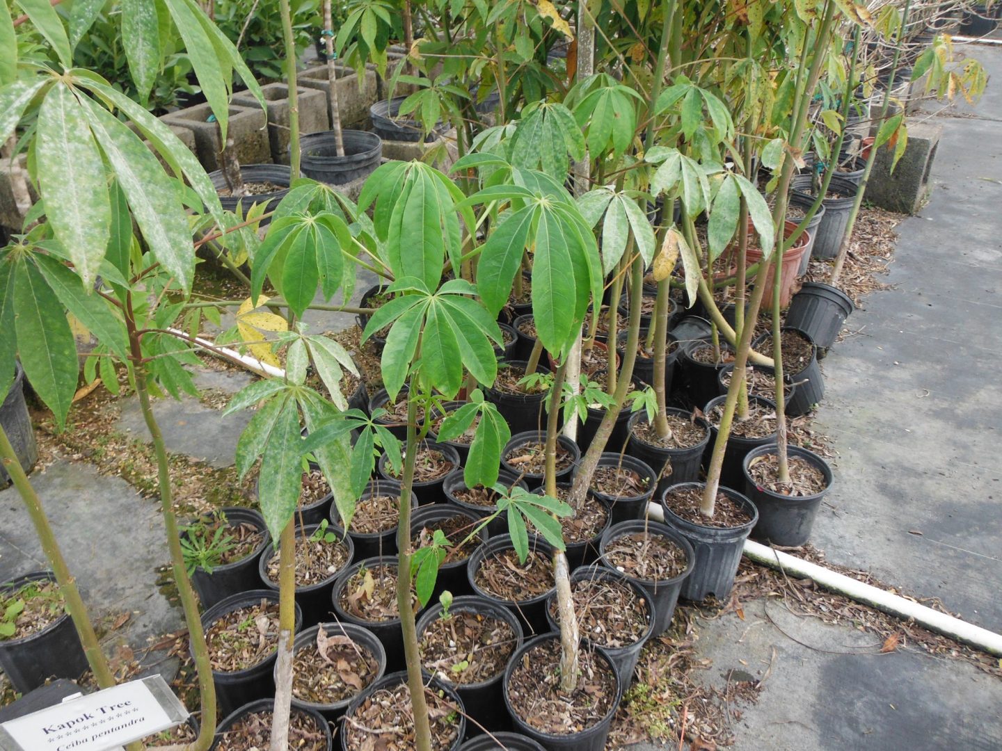 Ceiba pentandra(Kapok Tree) - Richard Lyons Nursery, Inc.
