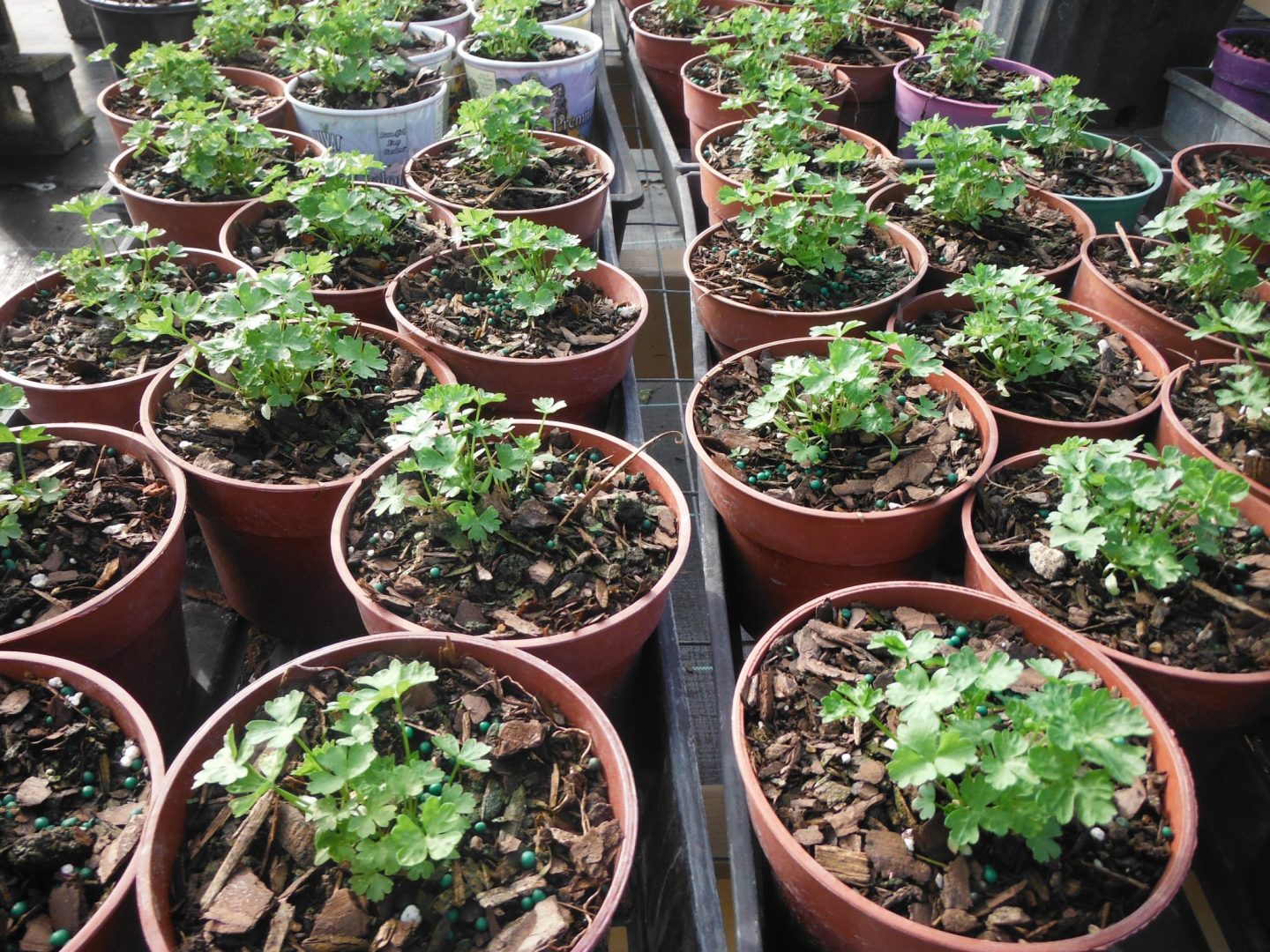 Parsley - Richard Lyons Nursery, Inc.