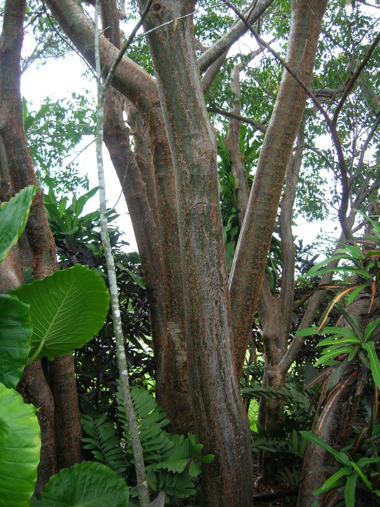 Bursera simaruba (Gumbo Limbo Tree) - Richard Lyons Nursery, Inc.