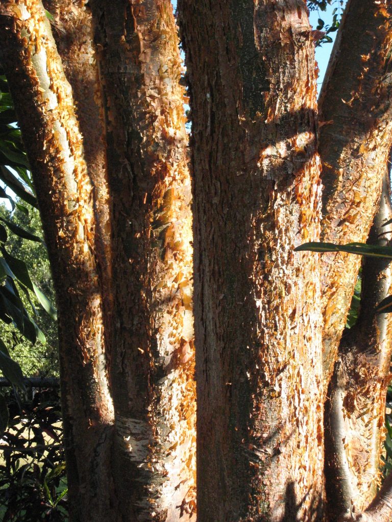Bursera simaruba(Gumbo Limbo) - Richard Lyons Nursery, Inc.