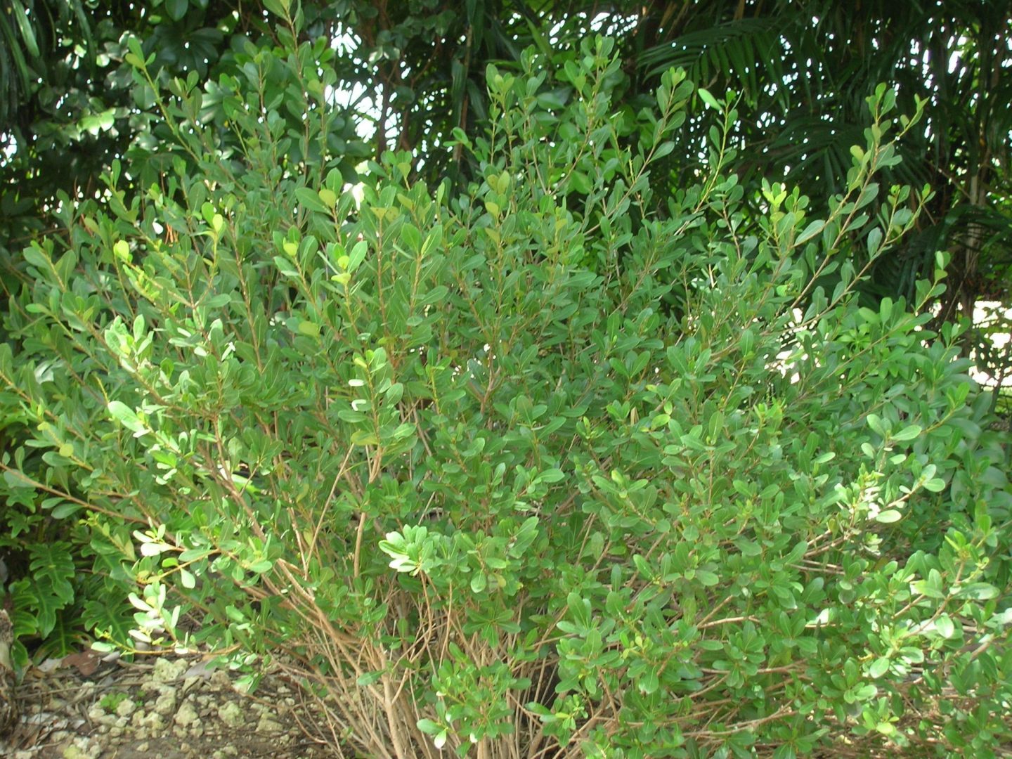 Byrsonima lucida (Locust Berry3) - Richard Lyons Nursery, Inc.