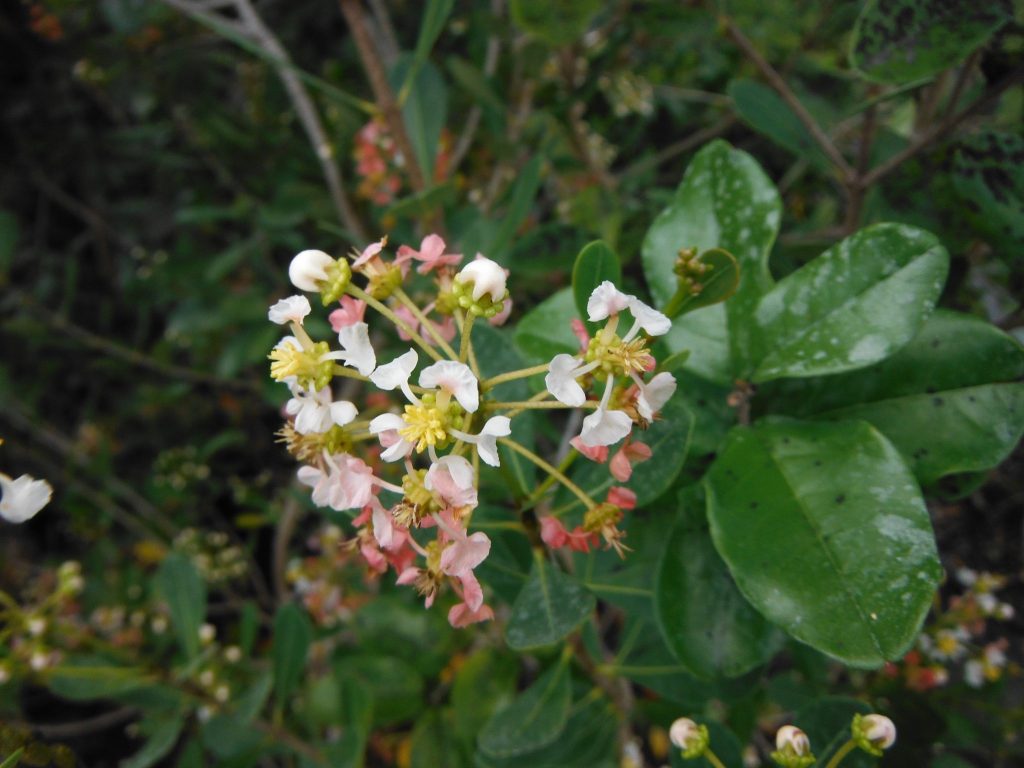 Byrsonima lucida(Locust Berry7) - Richard Lyons Nursery, Inc.
