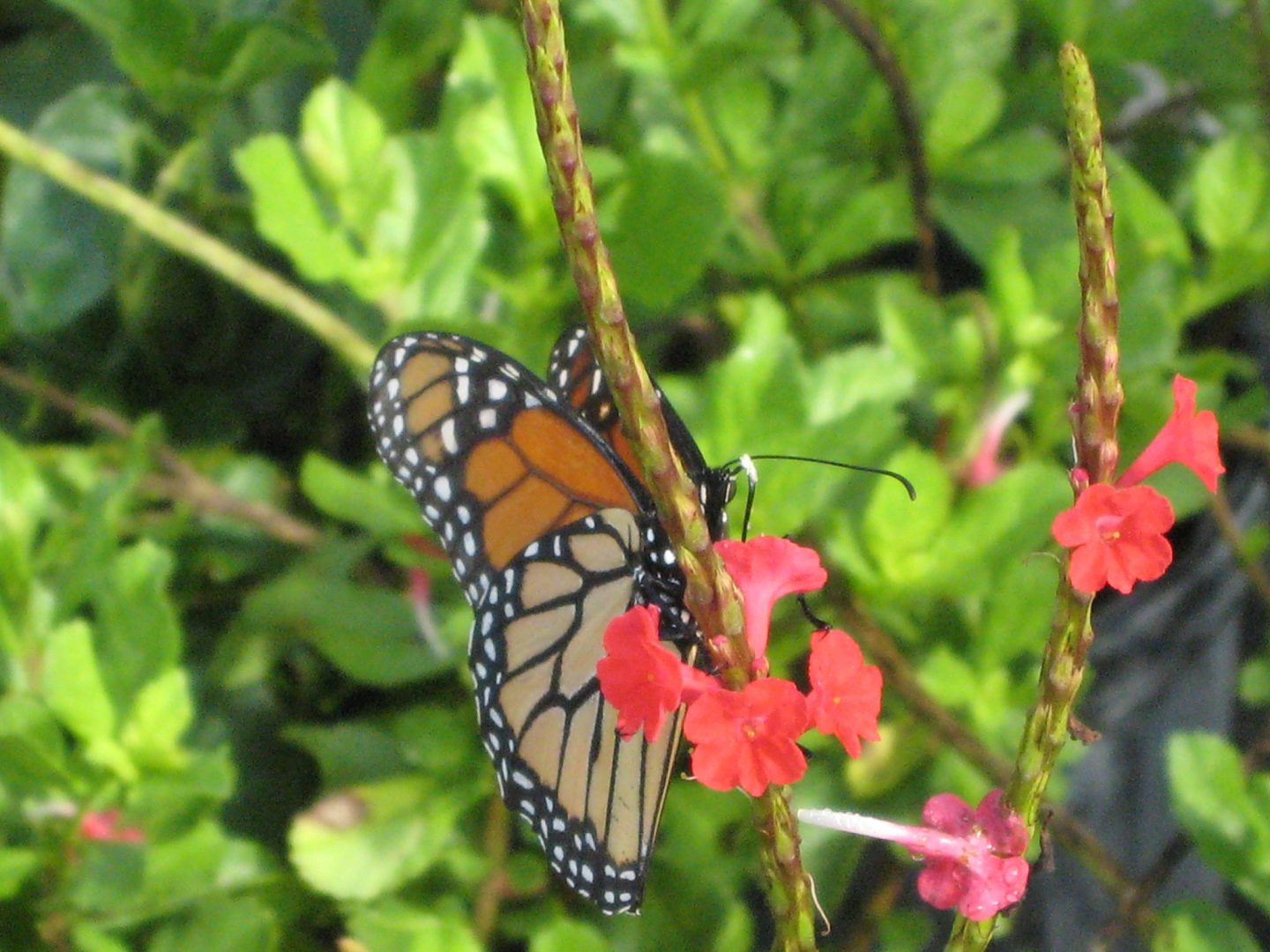 Porterweed - Richard Lyons Nursery, Inc.