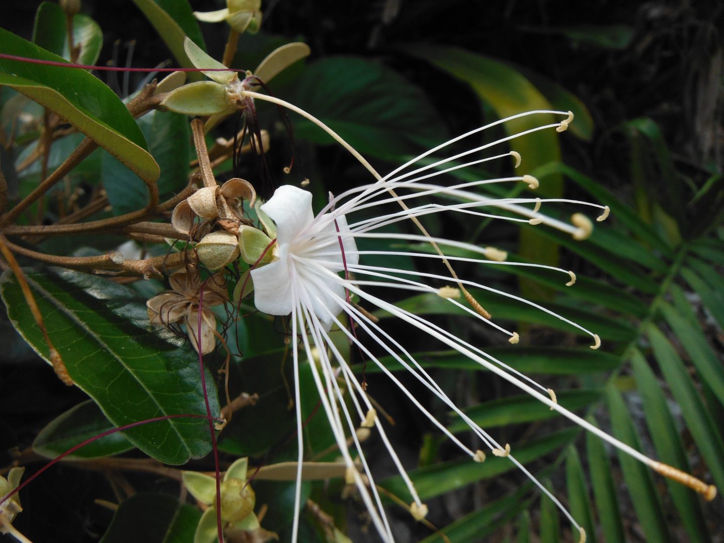Capparis cynophallophora(Jamaican Caper) (2) - Richard Lyons Nursery, Inc.