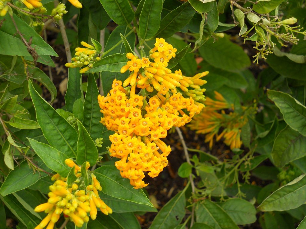 Cestrum aurantiacum(Yellow Jasmine) - Richard Lyons Nursery, Inc.