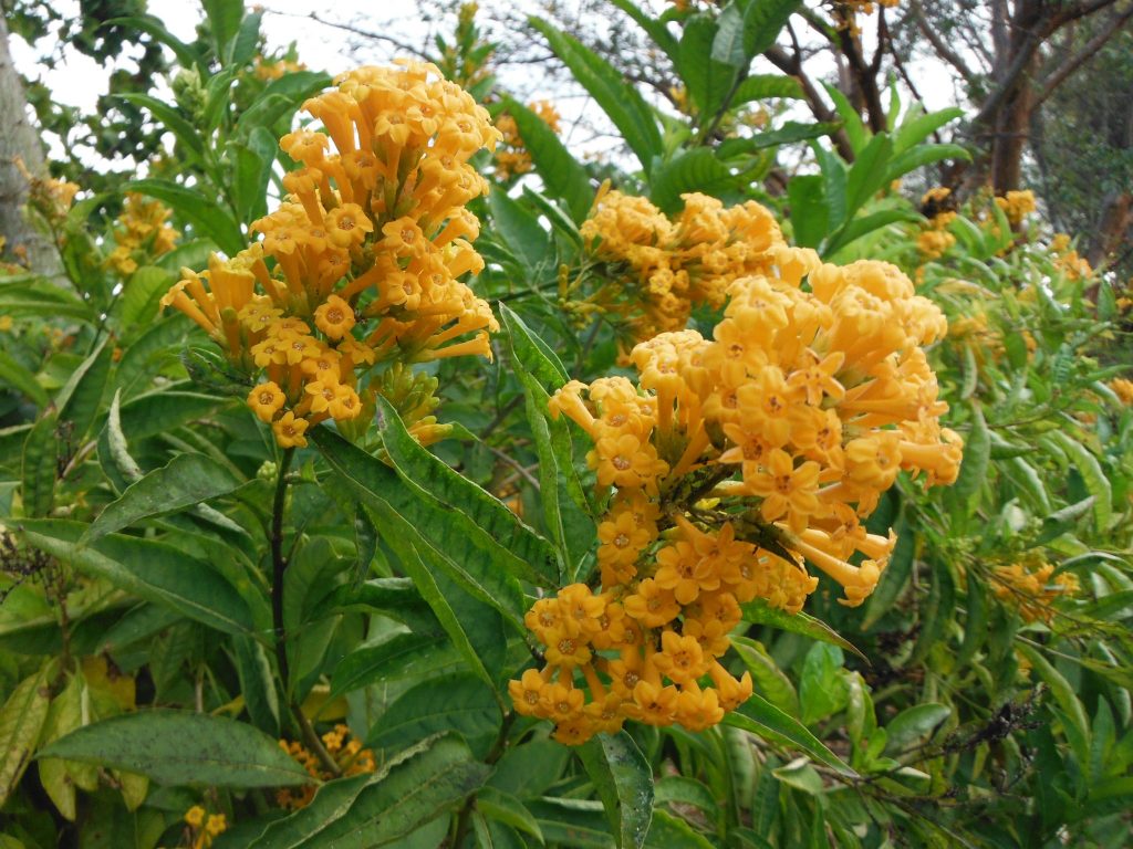 Cestrum aurantiacum(Yellow Jasmine5) - Richard Lyons Nursery, Inc.