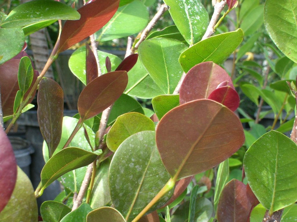 Chrysobalanus icaco (Coco Plum2) - Richard Lyons Nursery, Inc.