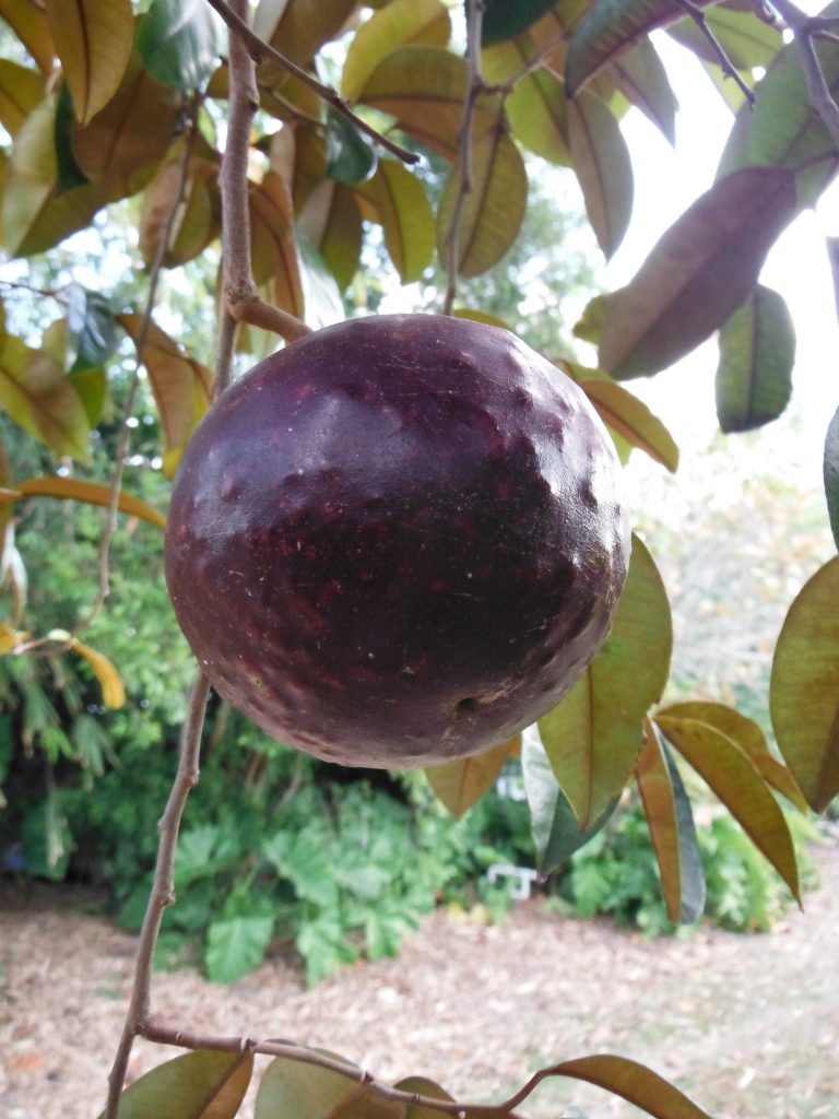 Chrysophyllum cainito(Star Apple) - Richard Lyons Nursery, Inc.