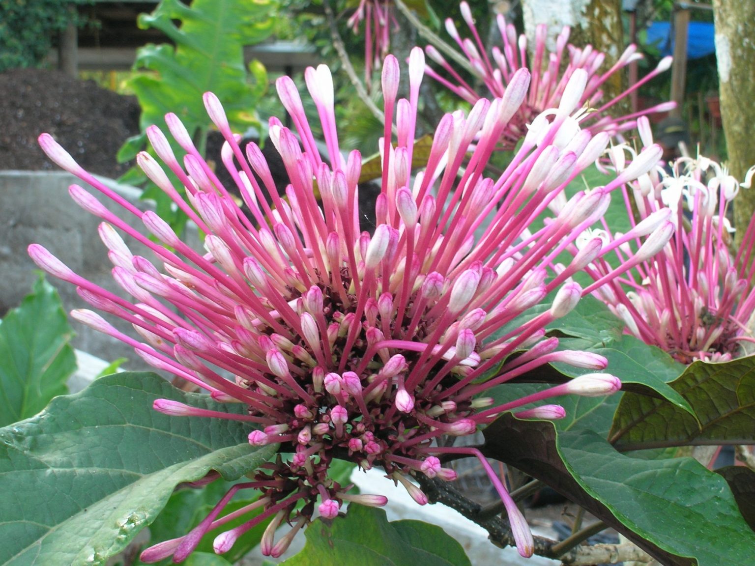 Clerodendrum quadriloculare (Starburst Clerodendrum) - Richard Lyons ...