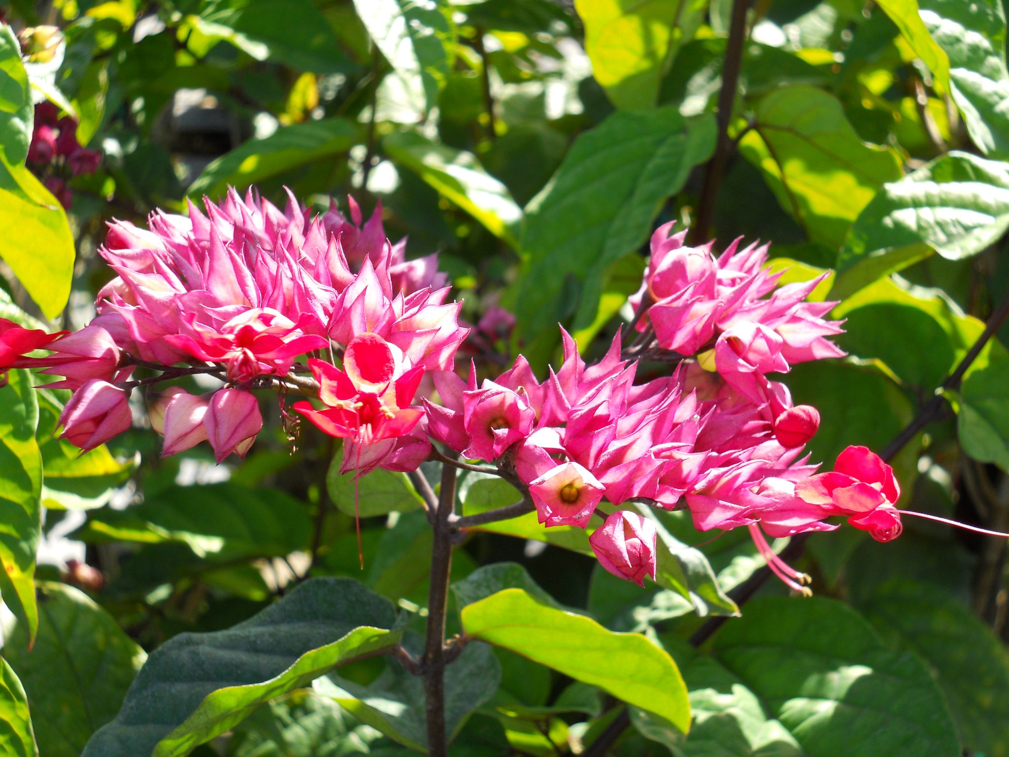 Clerodendrum thomsoniae 'Delectum'(Red Bleeding Heart Vine1) - Richard ...