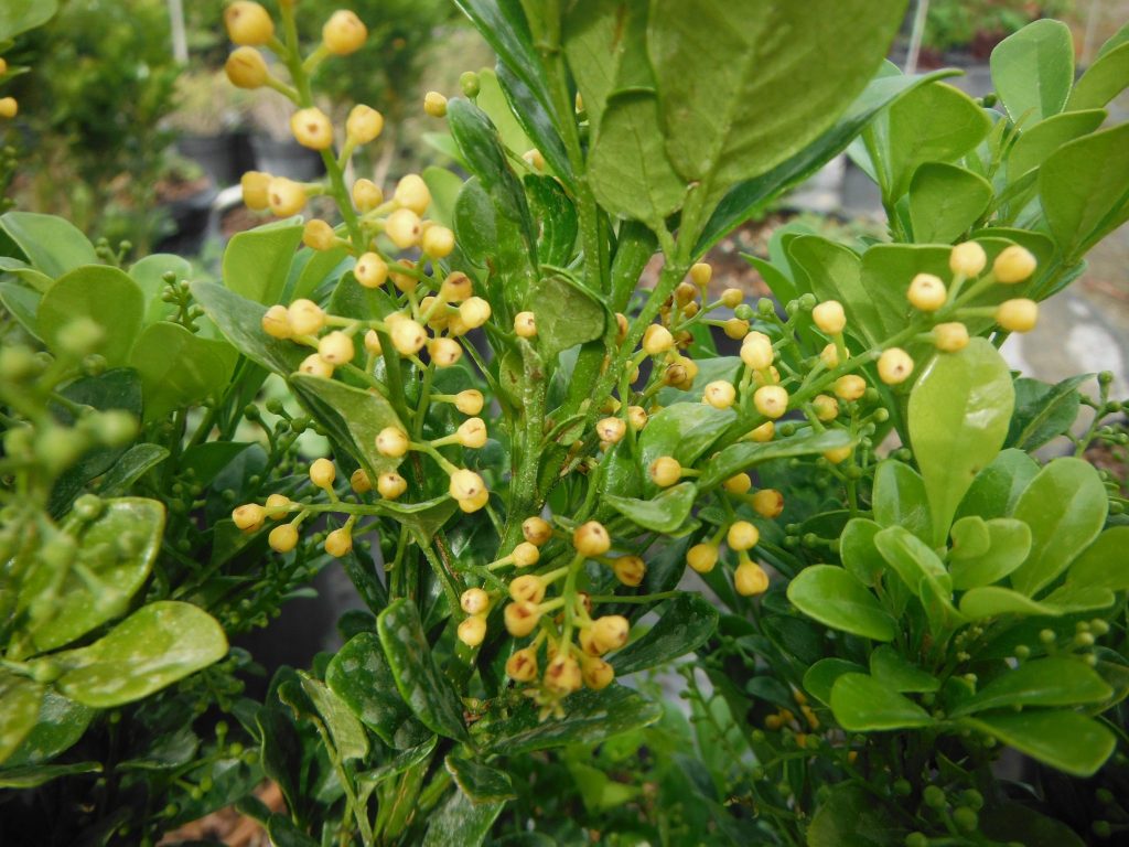 Aglaia odorata(Chinese Perfume) - Richard Lyons Nursery, Inc.