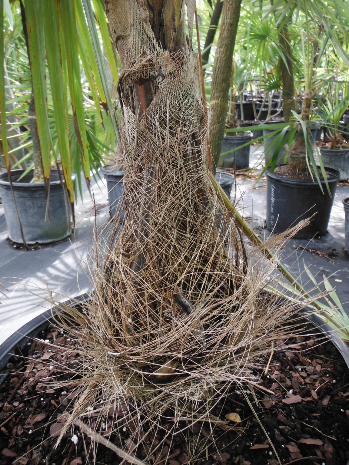 Coccothrinax proctorii(Proctor's Silver Palm) - Richard Lyons Nursery, Inc.