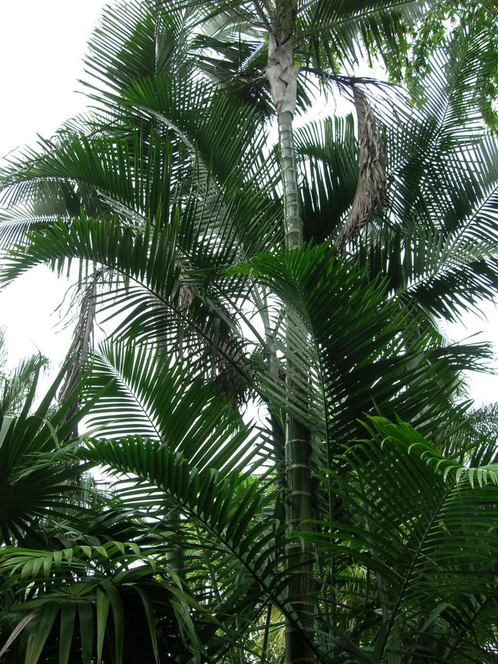 Dypsis cabadae - Richard Lyons Nursery, Inc.