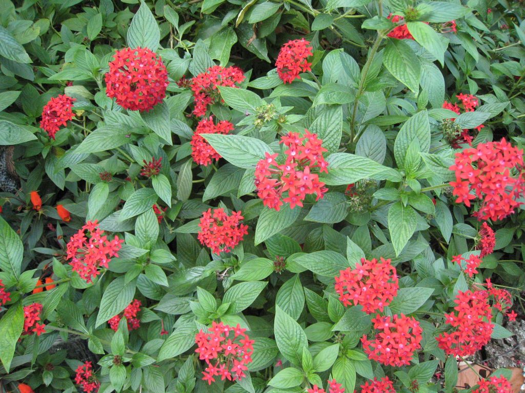 Pentas lanceolata(Red Pentas2) - Richard Lyons Nursery, Inc.