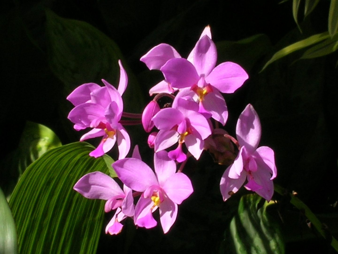 Ground Orchids - Richard Lyons Nursery, Inc.