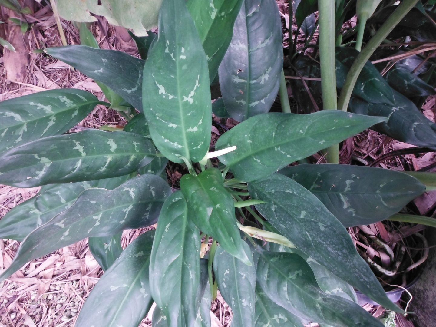 Aglaonema commutatum(Chinese Evergreen1) - Richard Lyons Nursery, Inc.