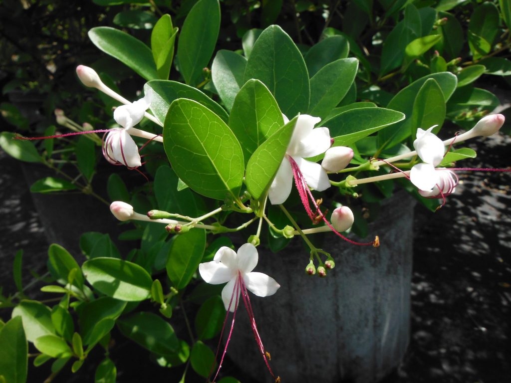 Clerodendrum inerme(Seaside Clerodendrum3) - Richard Lyons Nursery, Inc.