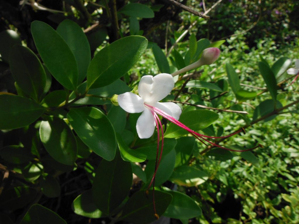 Clerodendrum inerme(Seaside Clerodendrum6) - Richard Lyons Nursery, Inc.