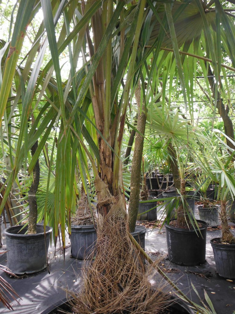 Coccothrinax proctorii(Proctor's Silver Palm1) - Richard Lyons Nursery ...