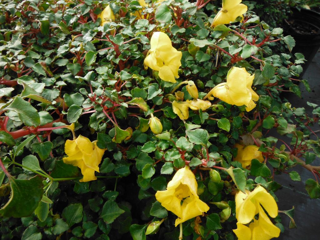 Impatiens repens(Golden Dragon Impatiens) - Richard Lyons Nursery, Inc.