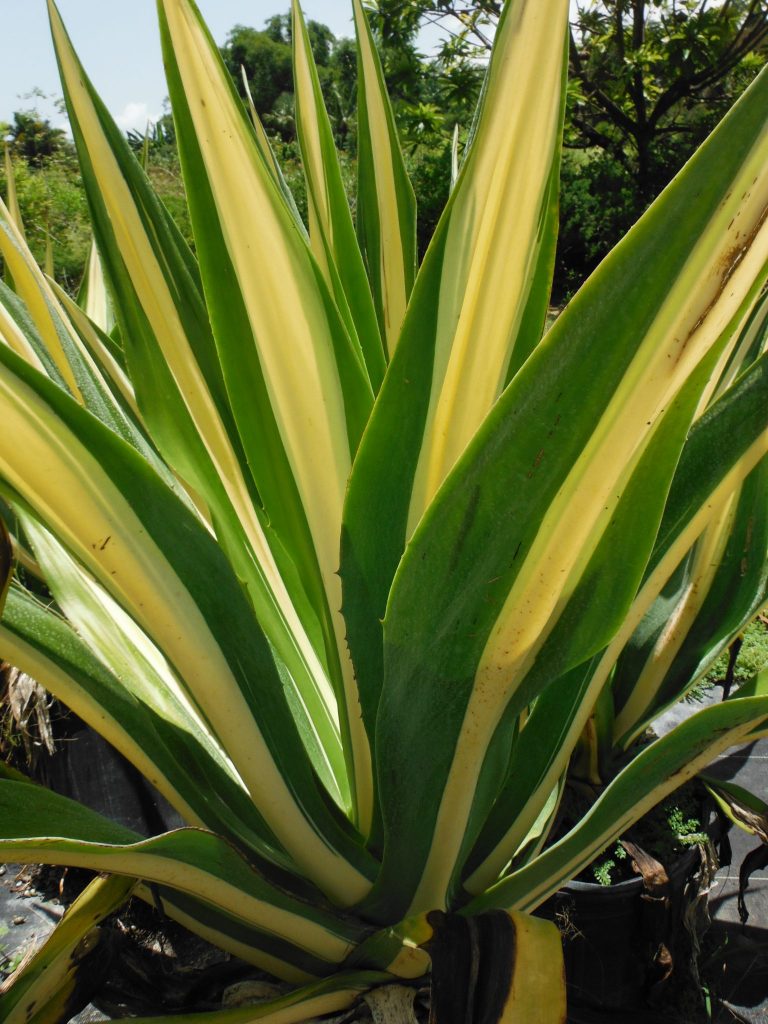Furcraea foetida(Mauritius Hemp) 005 - Richard Lyons Nursery, Inc.