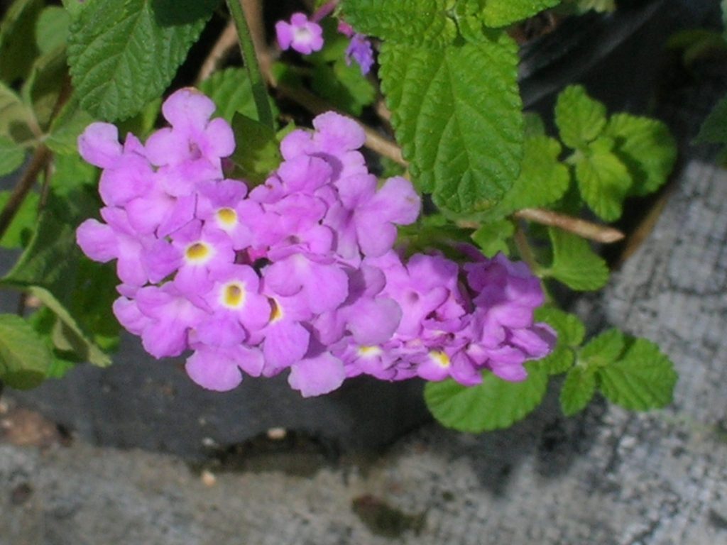 Lantana montevidensis (Lavender Trailing Lantana) - Richard Lyons ...