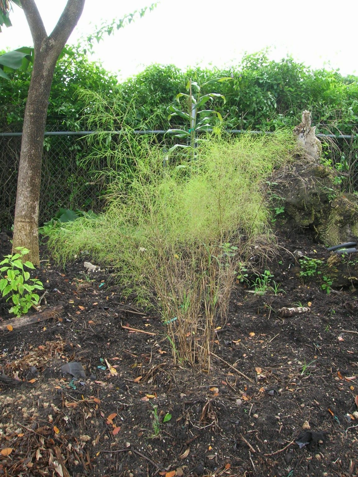 Muhlenbergia dumosa (Bamboo Muhly Grass) - Richard Lyons Nursery, Inc.