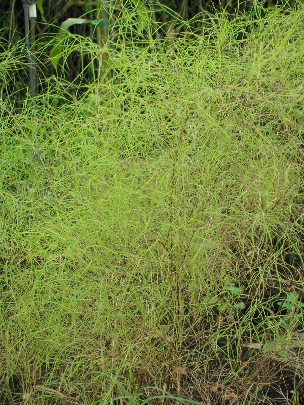 Muhlenbergia dumosa (Bamboo Muhly Grass2) - Richard Lyons Nursery, Inc.