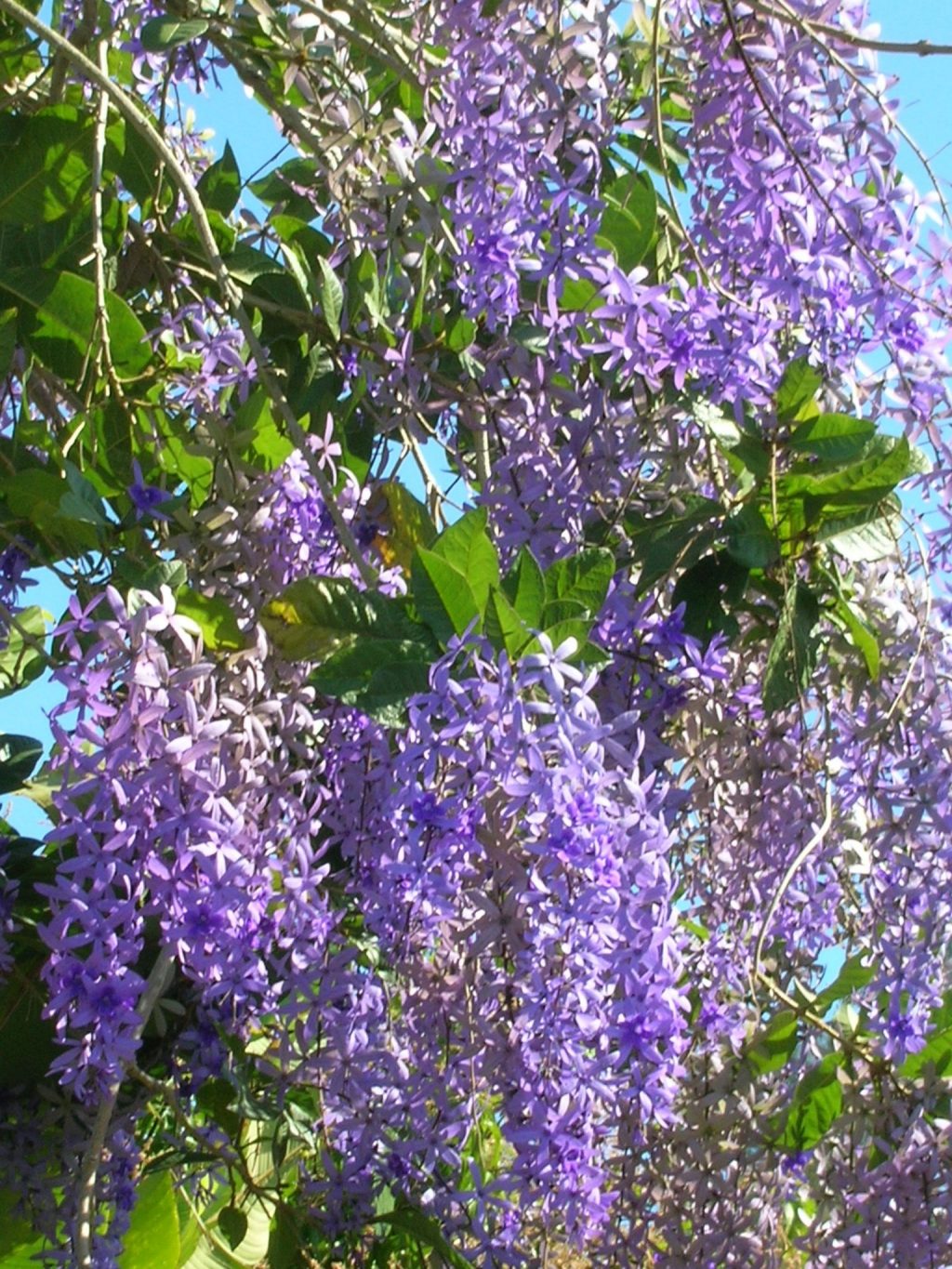 Queen's Wreath (Petrea volubilis) - Richard Lyons Nursery, Inc.