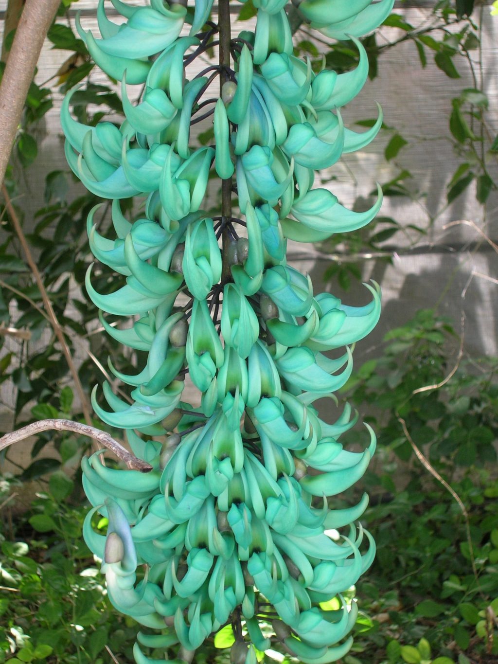The Colorful Jade Vines - Richard Lyons Nursery, Inc.