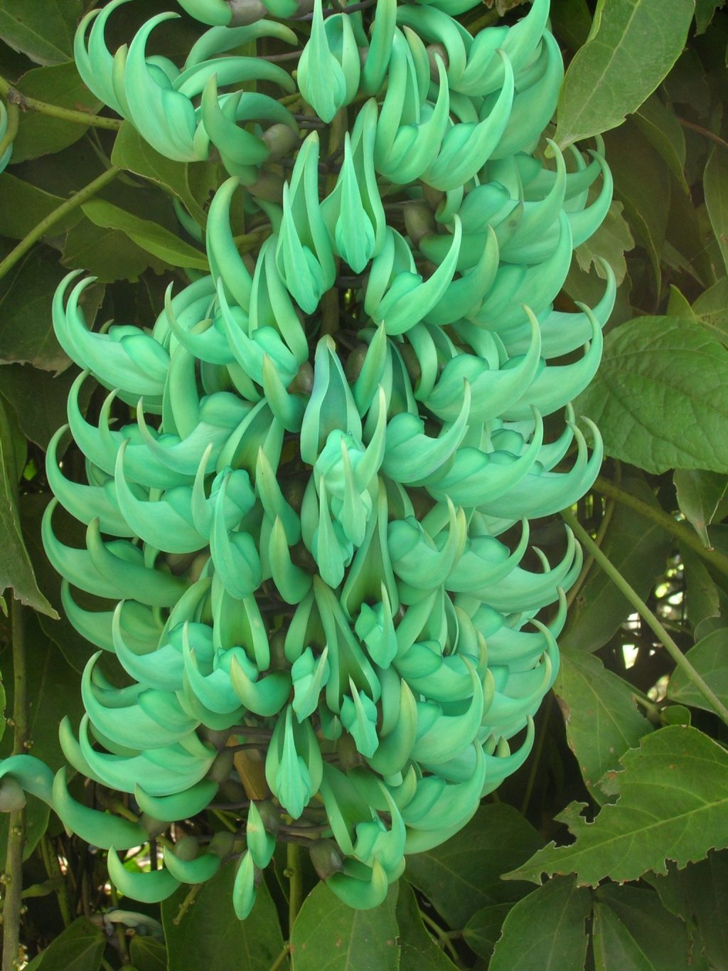 The Colorful Jade Vines - Richard Lyons Nursery, Inc.