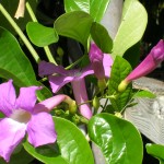 Saritaea magnifica (Glow Vine) - Richard Lyons Nursery, Inc.