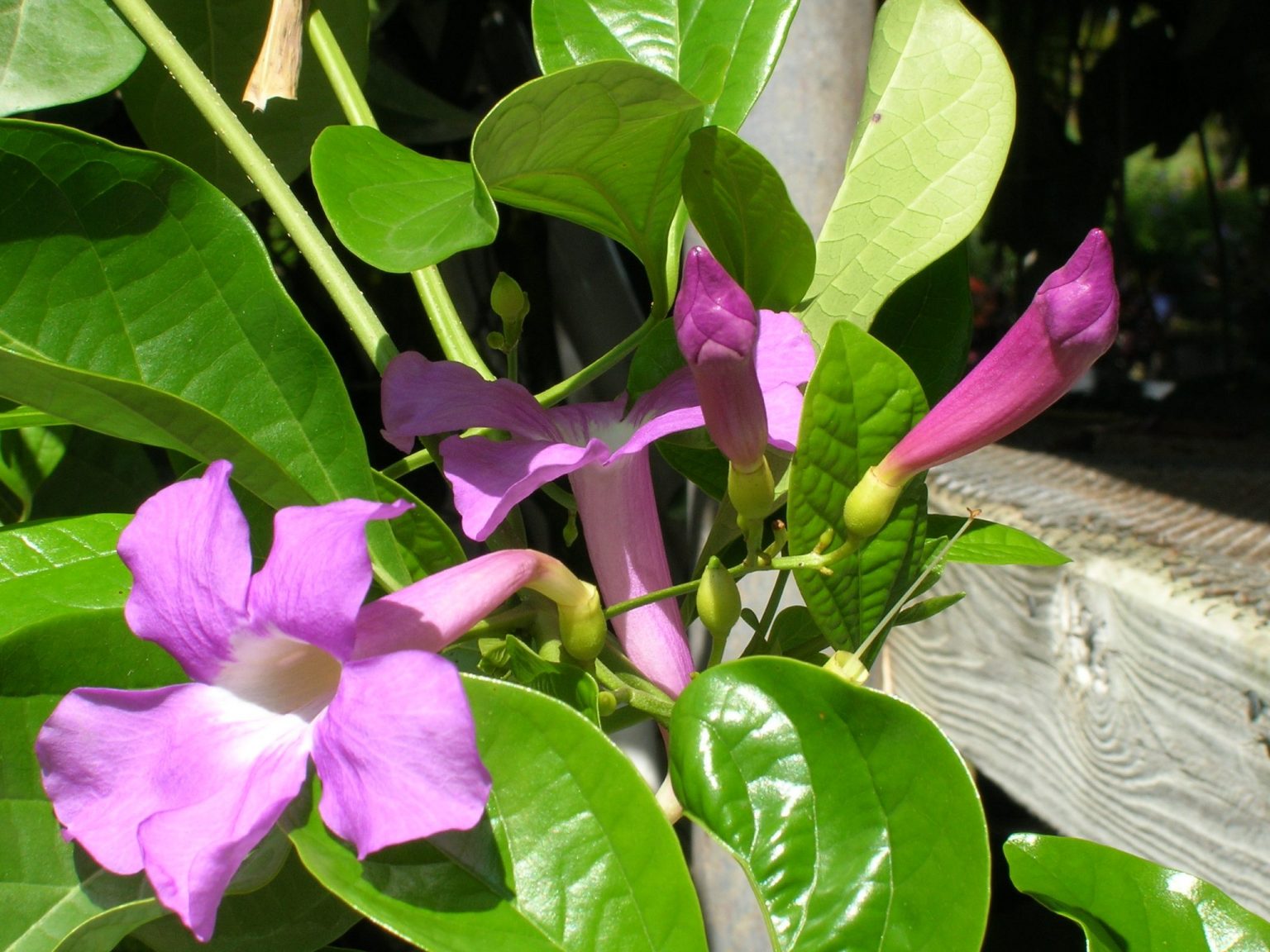 Saritaea magnifica (Glow Vine) - Richard Lyons Nursery, Inc.