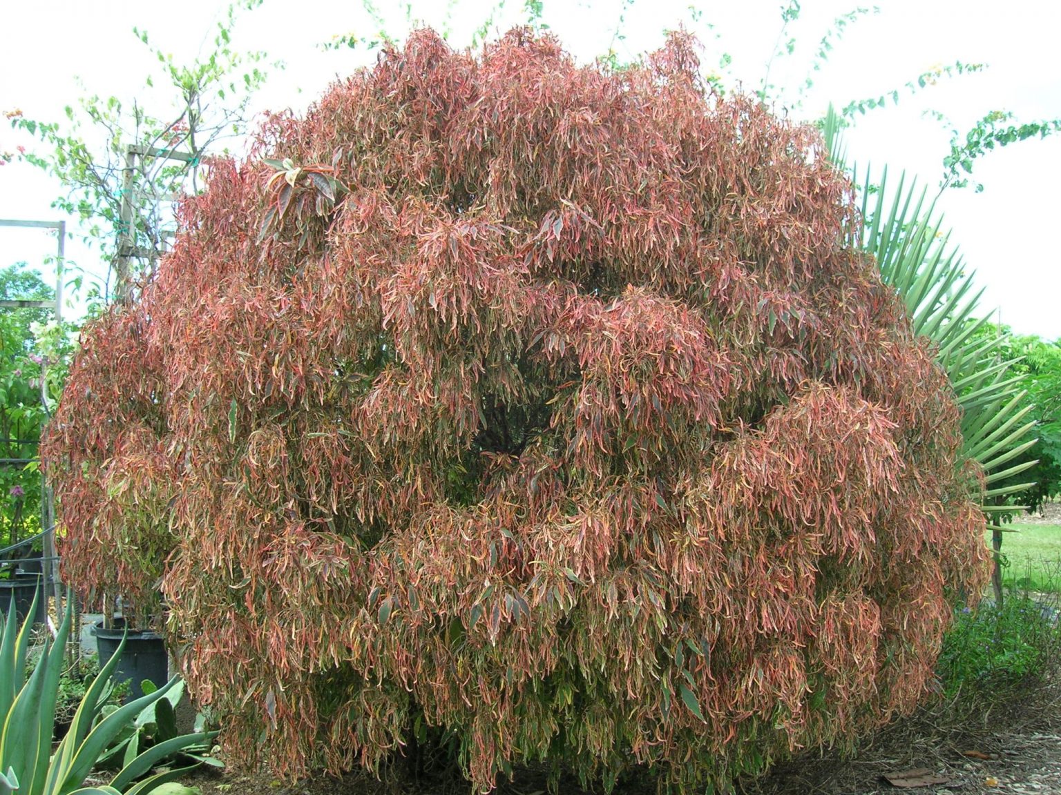 The Colorful Copperleaf Shrubs - Richard Lyons Nursery, Inc.