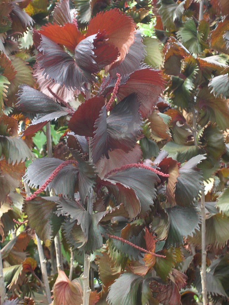 Acalypha wilkesiana 'Fire Dragon' (Copperleaf Acalypha1) - Richard ...