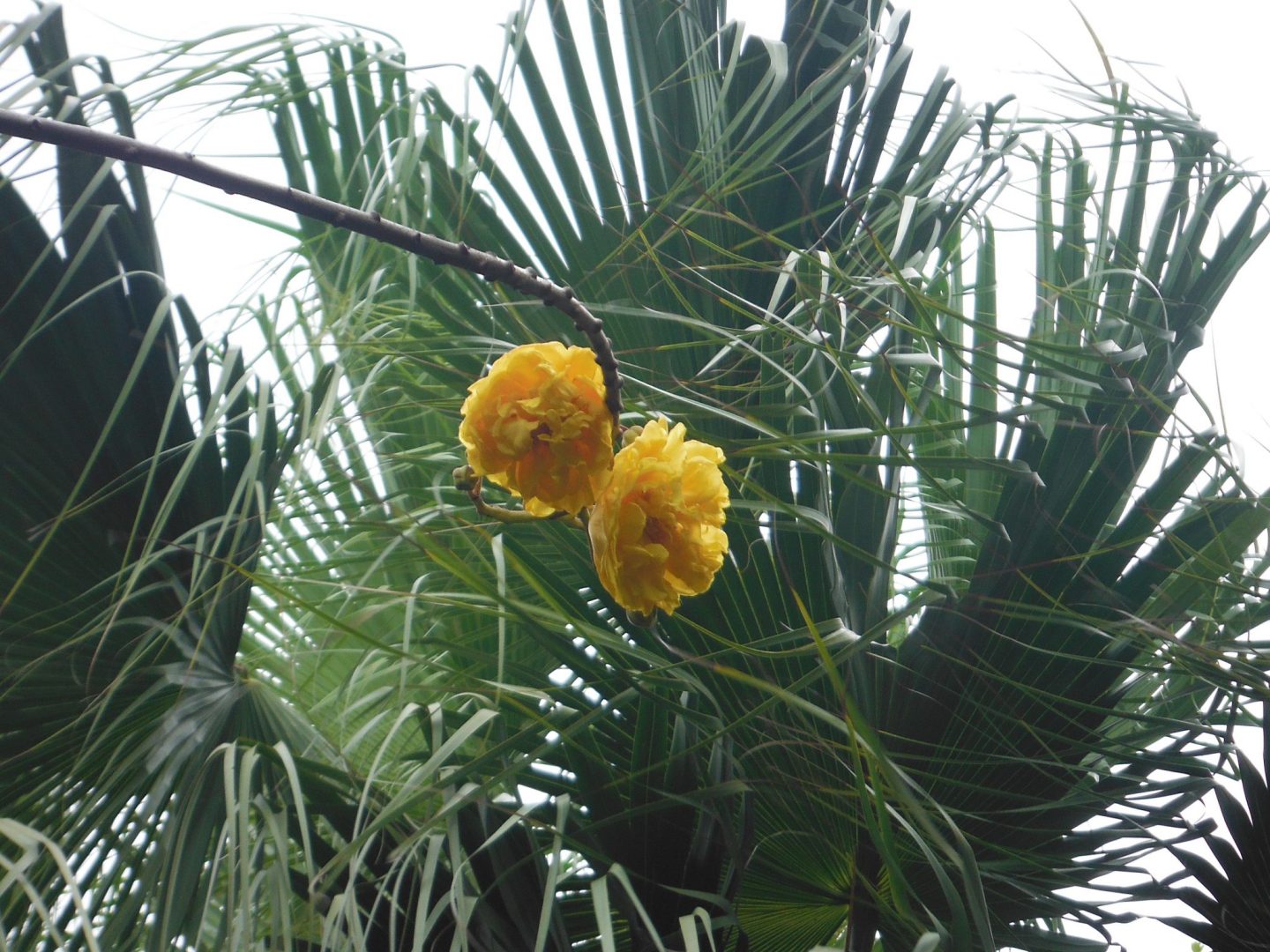 Plants in Bloom Around The Nursery - Richard Lyons Nursery, Inc.