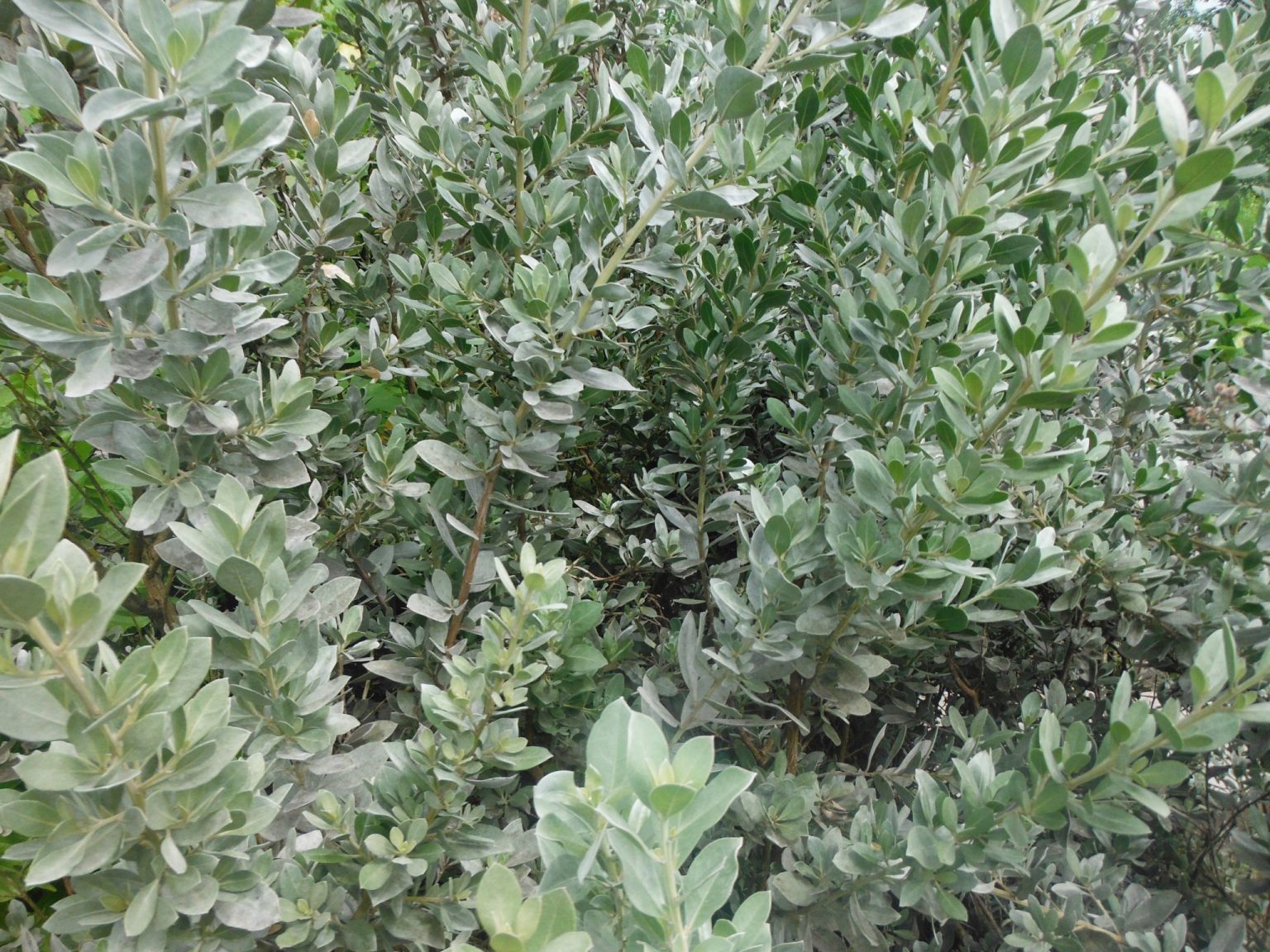 Conocarpus erectus var. sericeus(Silver Buttonwood) - Richard Lyons ...