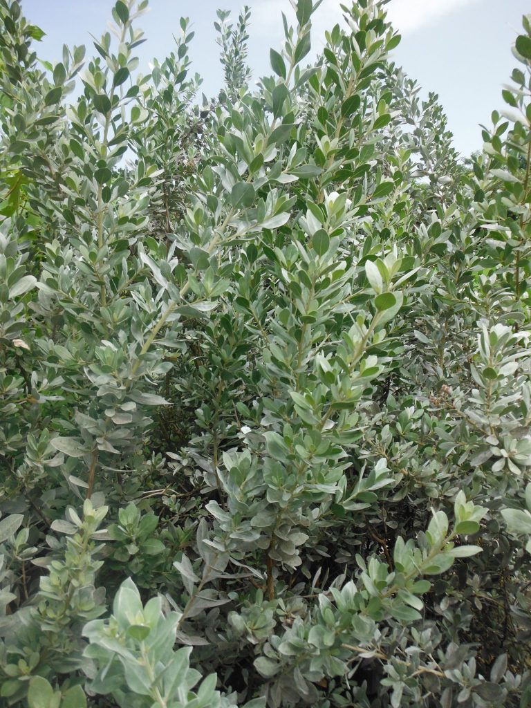 Conocarpus erectus var. sericeus(Silver Buttonwood1) - Richard Lyons ...