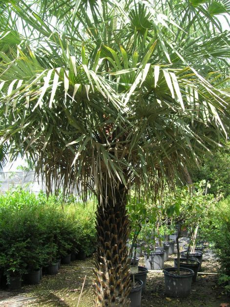 Copernicia alba (Caranday Palm) - Richard Lyons Nursery, Inc.